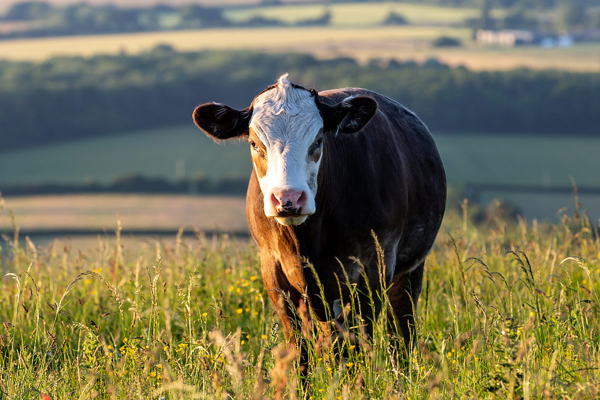 Beef Hoof Health: Prevention and Control Strategies
