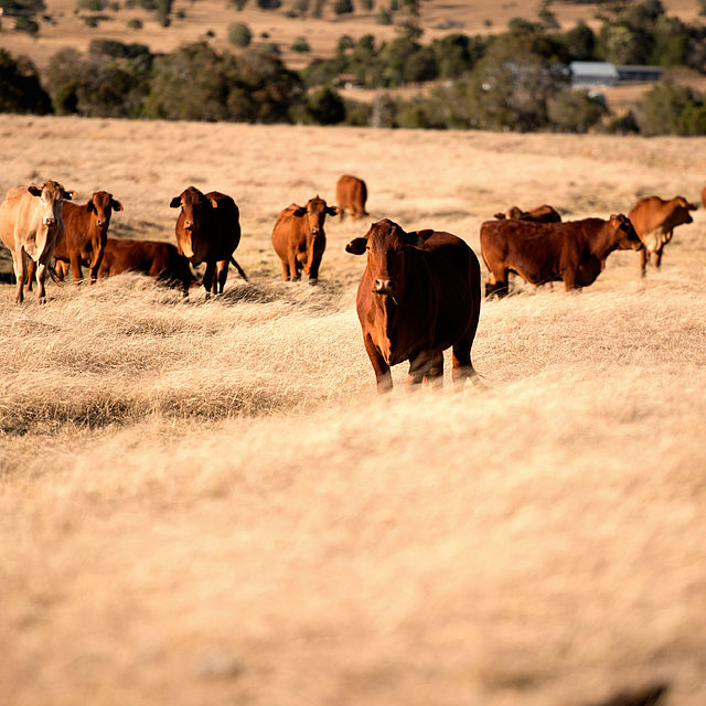 The Importance of Mineral Supplementation