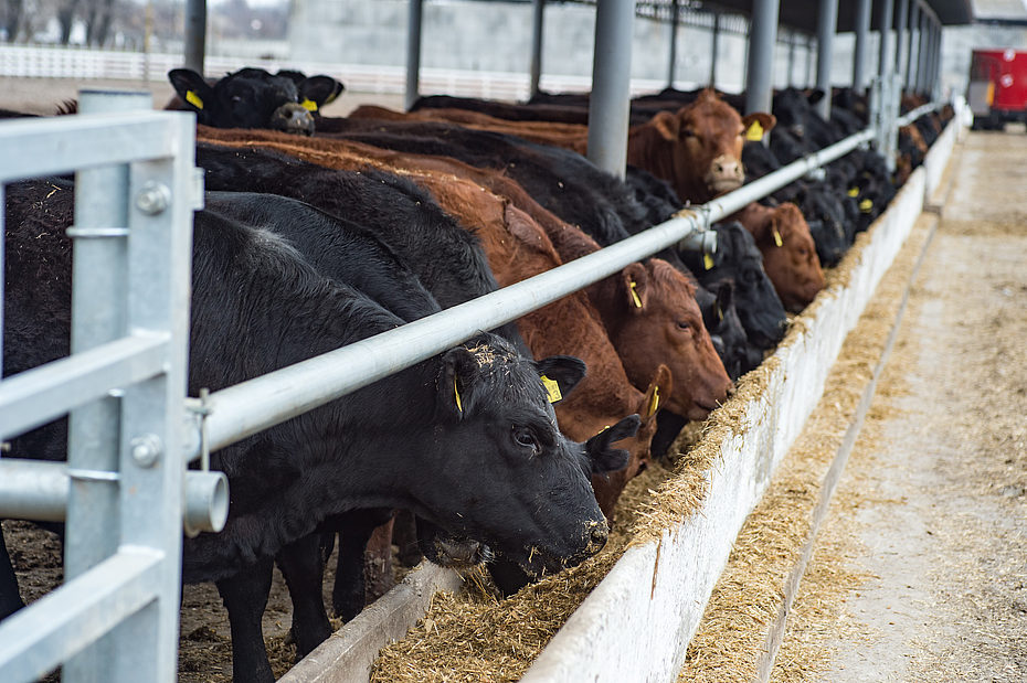 Notes On Feedlotting Cattle Notes On Feedlotting Cattle