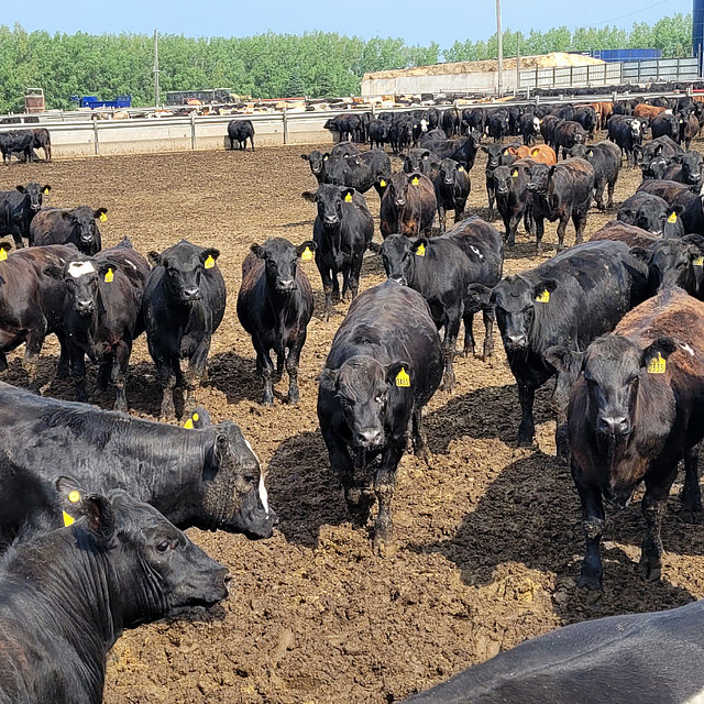 Alltech Ruminant Tour: Insights From USA Feedlotting & Production