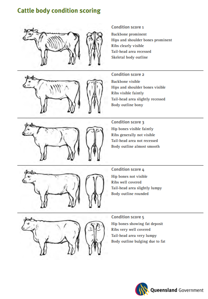 The Importance of Breeder Supplementation in Winter