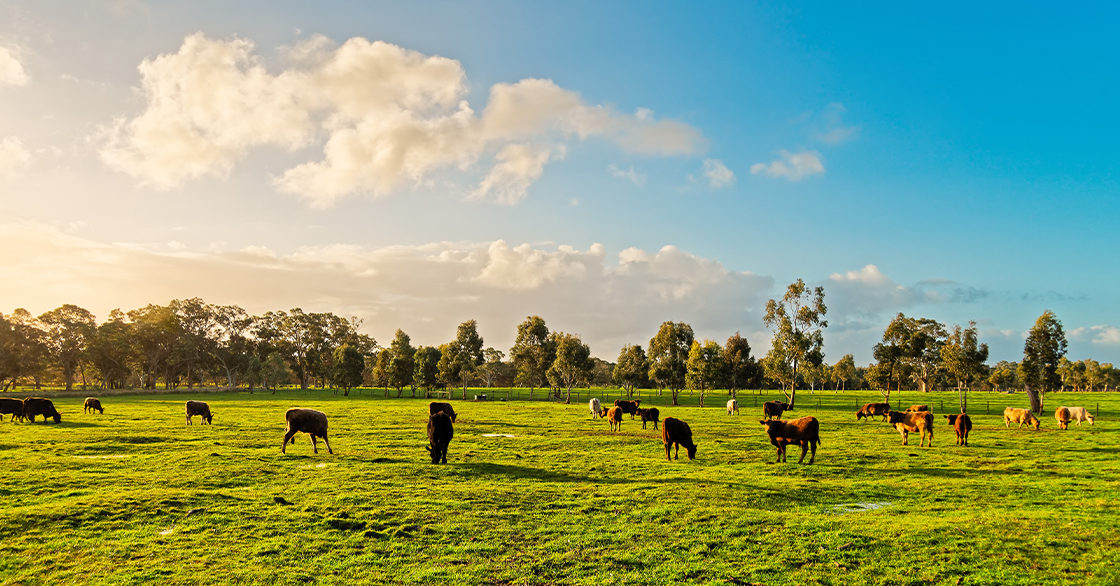 Knowledge Base | Riverina