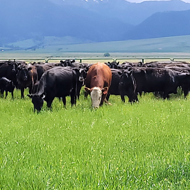 Alltech Ruminant Tour: Insights From USA Feedlotting & Production