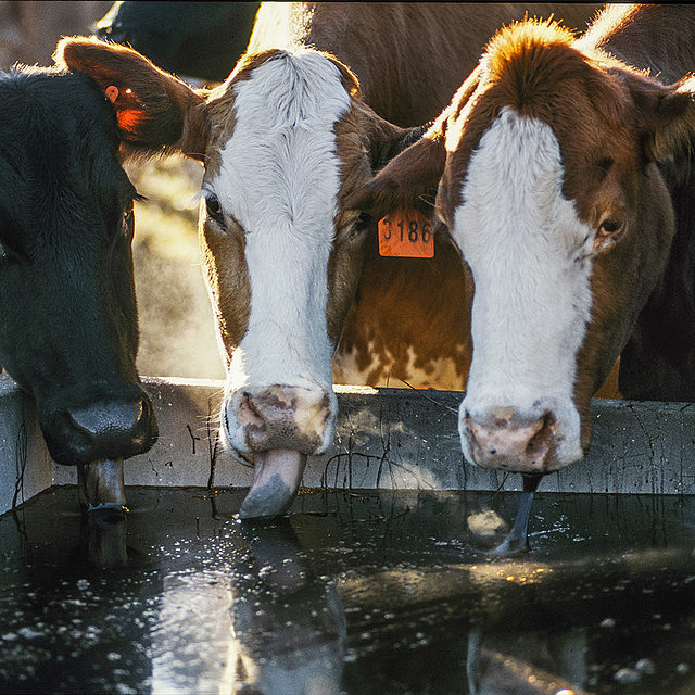 Directions for Use of Liquid Pasture Supplements