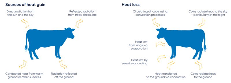 Heat Stress Management in Dairy Cattle