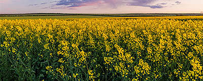 canola meal feedipedia