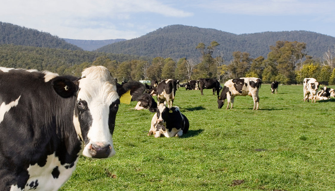 Maintaining Butterfat