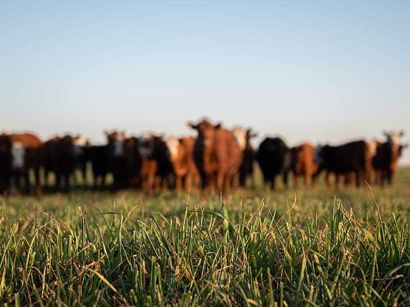 Riverina Nutrition | Q&A