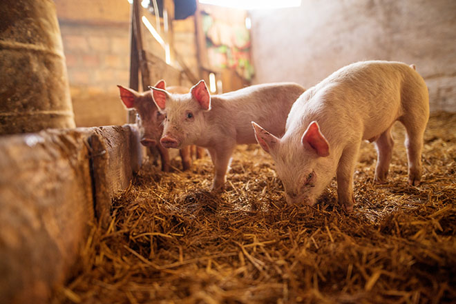 A General Guide To Pig Nutrition & Feeding